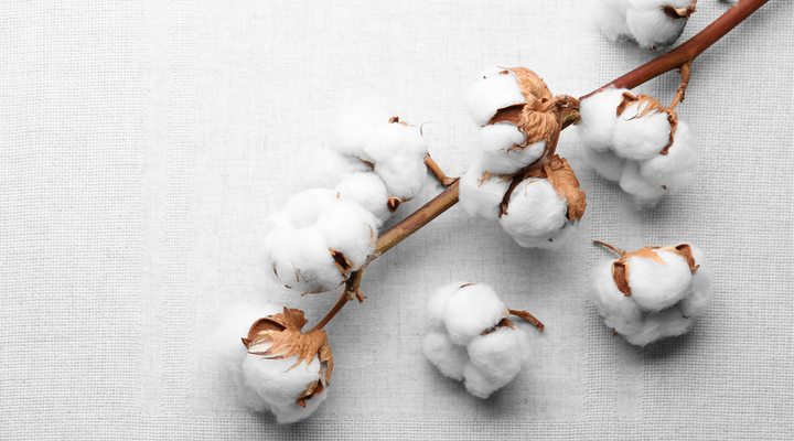 Cotone Standard e Cotone Biologico: tutto quello da sapere per capire ...